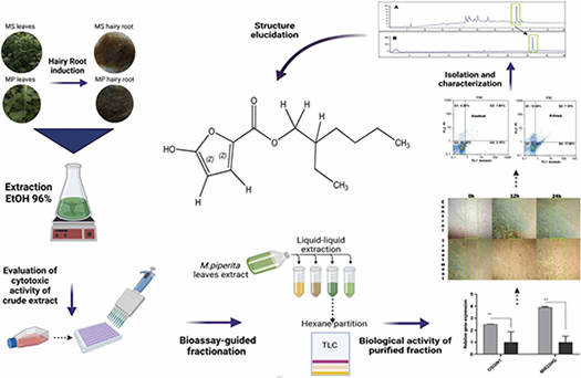 Plant Bioproducts - Intl NIGEB Web - پژوهشگاه ملی مهندسی ژنتیک و زیست ...